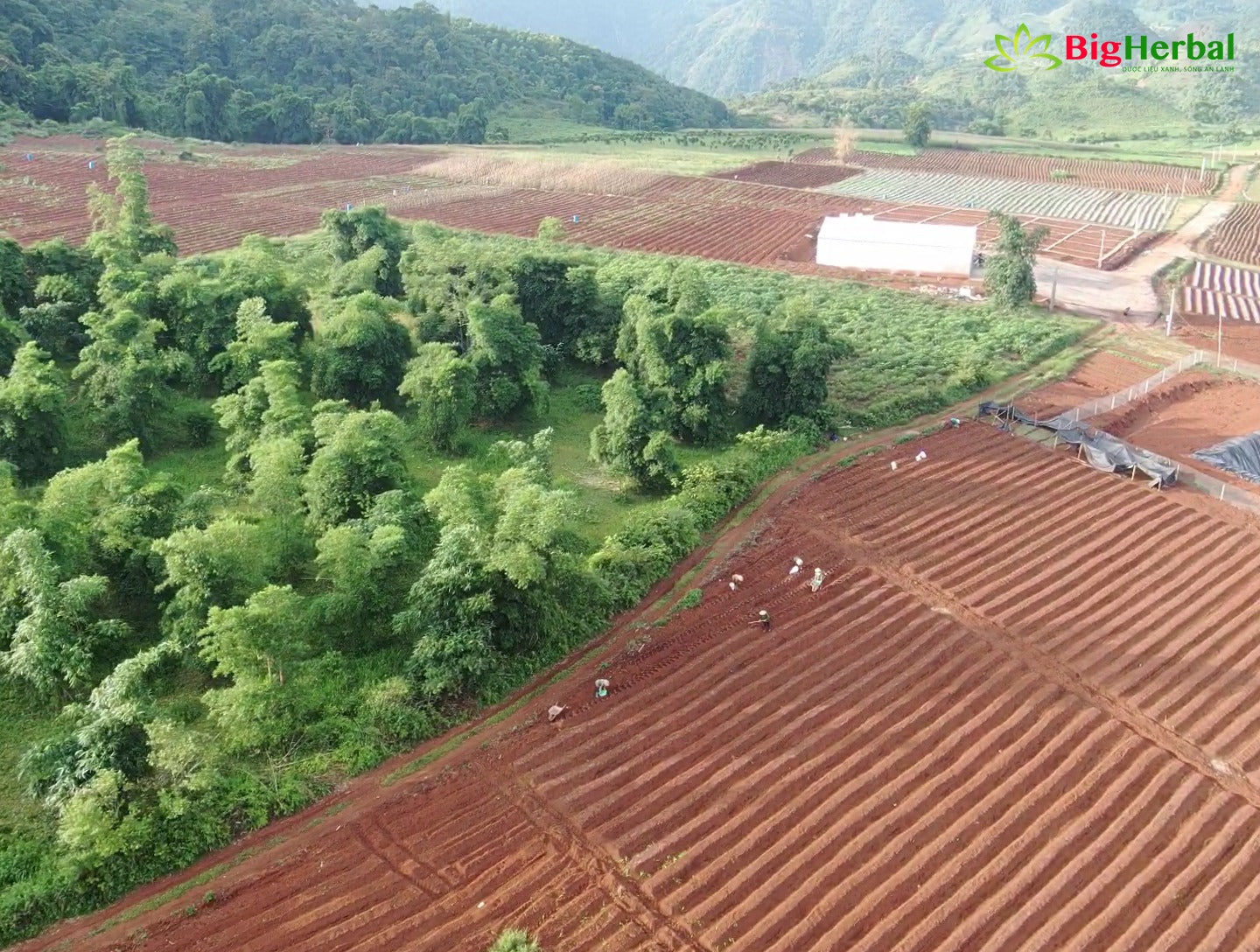 Thik&Fix - Brand Story – Thik&Fix Hair Regrowth Treatments